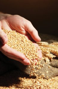 SHIRUTO - BE International Sdn Bhd