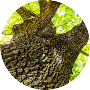 BElixz LIVCORE - BE International Sdn Bhd